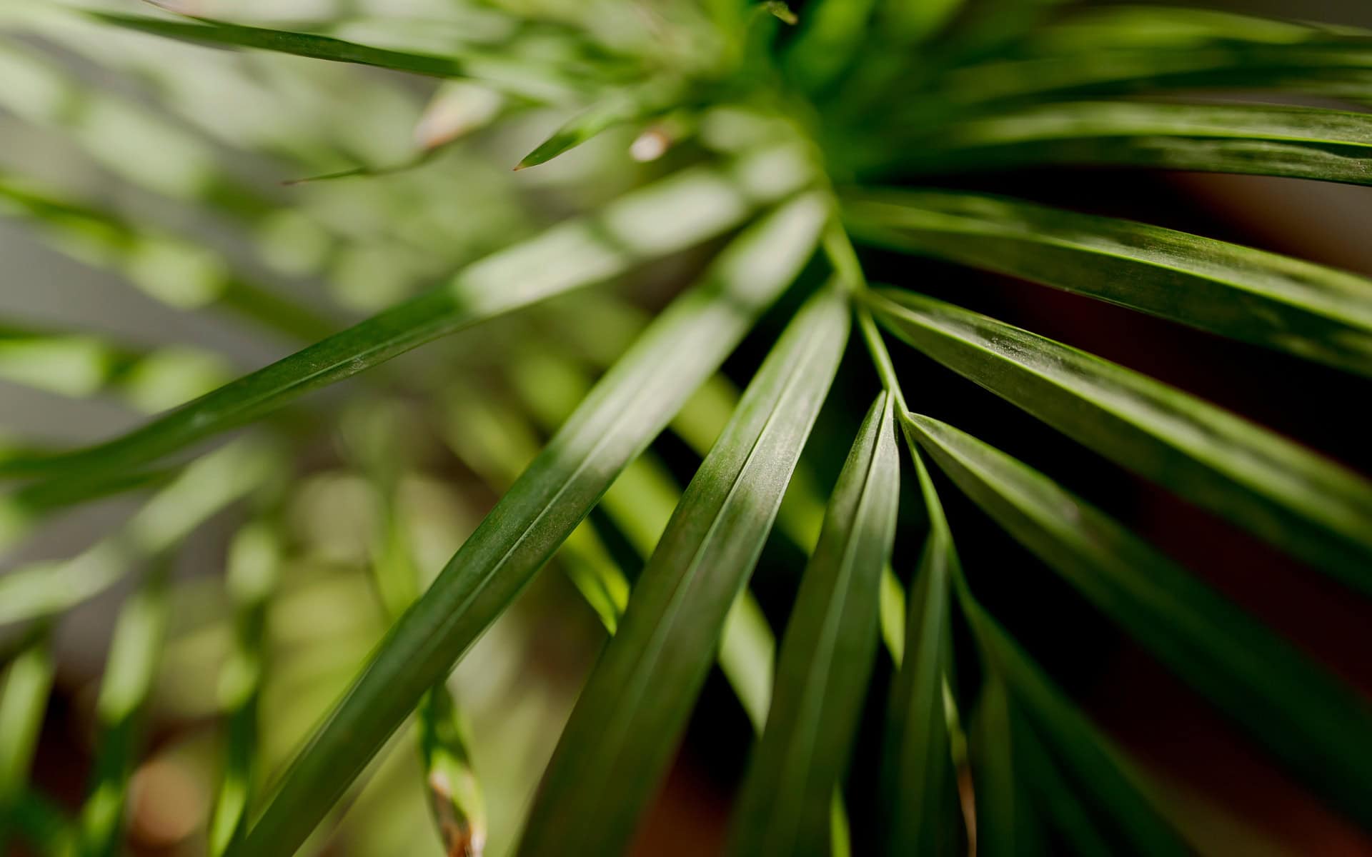 How to Care for Parlour Palmer Plants