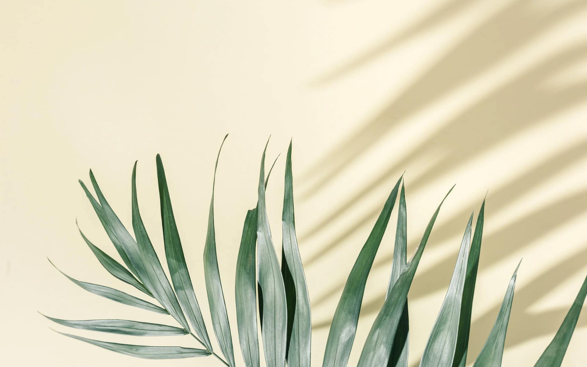 How to Care for Parlour Palmer Plants