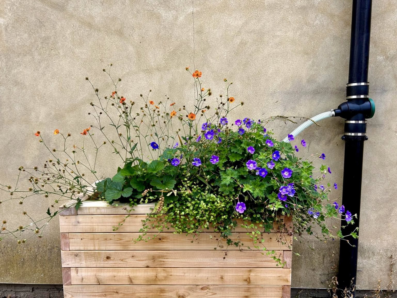 Rain Gardens vs. SuDS: Key Differences Explained