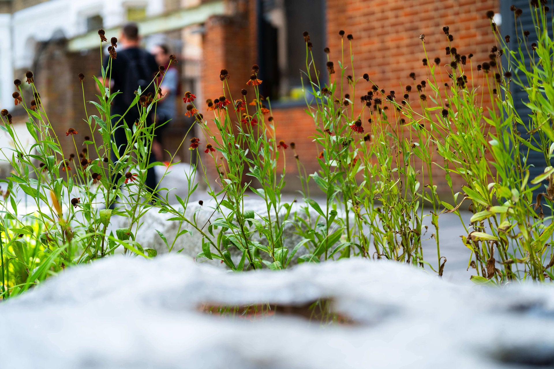Juniper Pocket Park in Walthamstow | Meristem Design